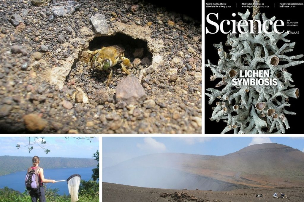 The bee that lives on the edge… of an active volcano | UON