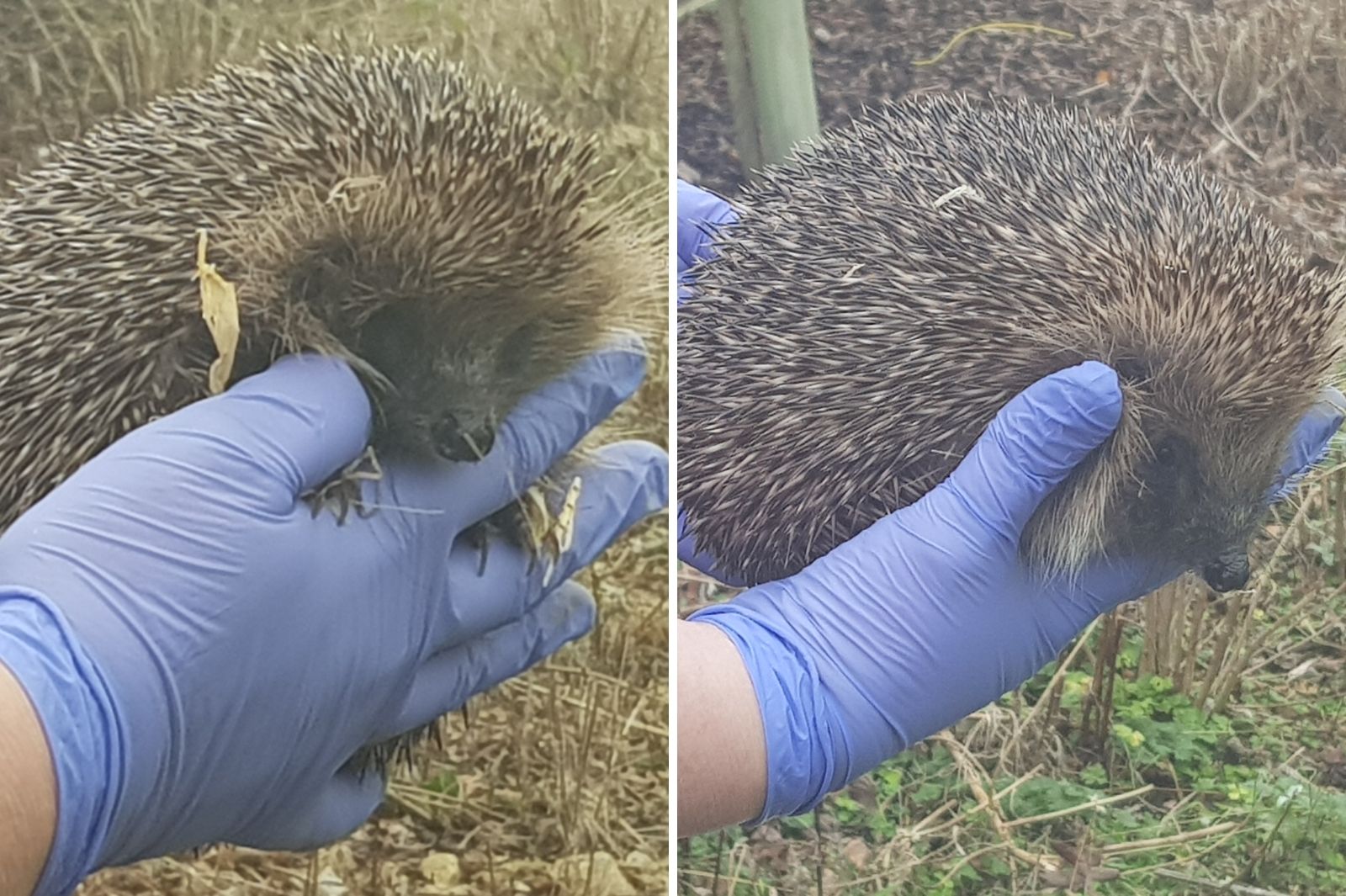 Meet Waterside's newest, spikiest residents | UON